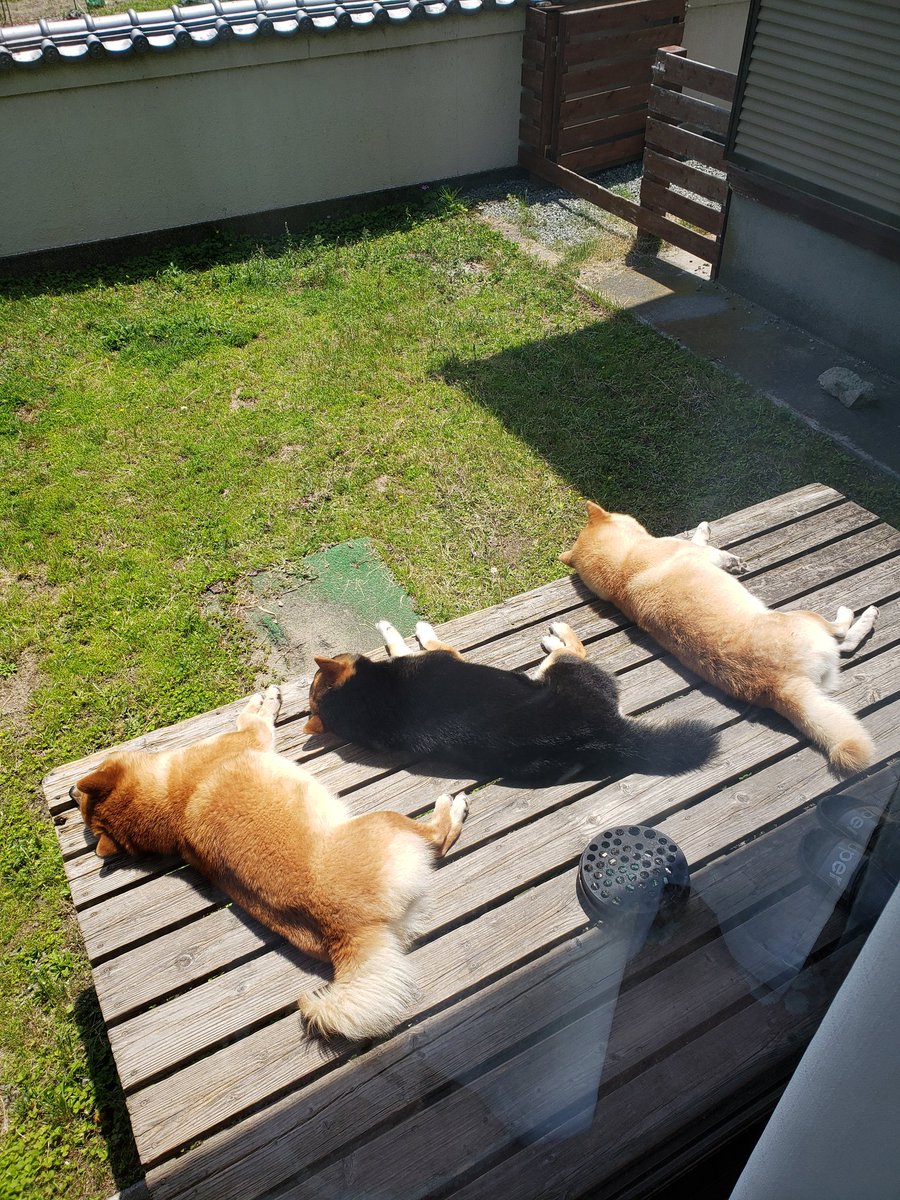 さよよんアイコン変えました🍎 On Twitter Rt 0de4vtlclehiyzy 29℃なのに外で寝てる🐕💦 冷房付けてるよ〜🏘 豆柴たち 暑いのに外で寝てる犬