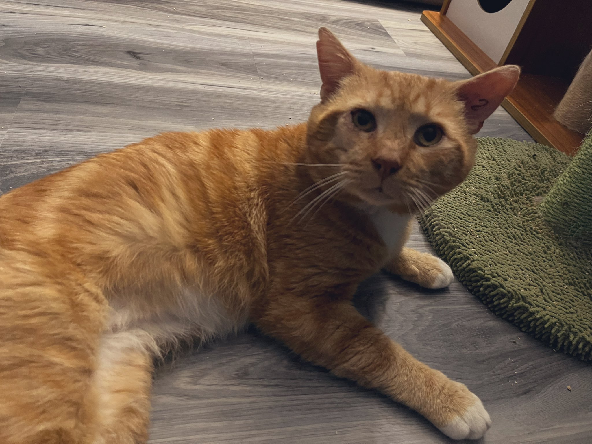 Classic Orange Tabby