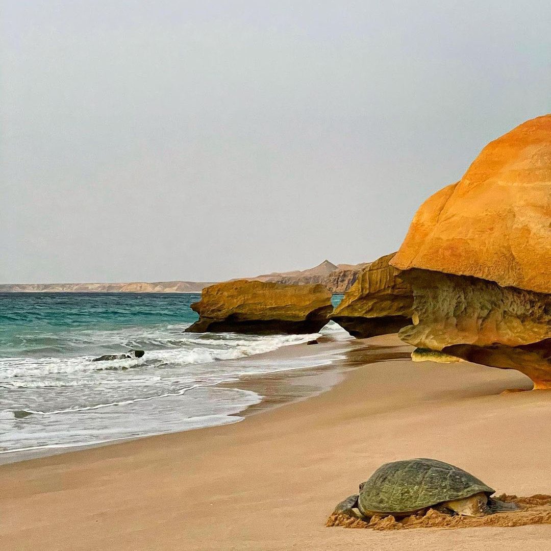 Turtle Watching Oman