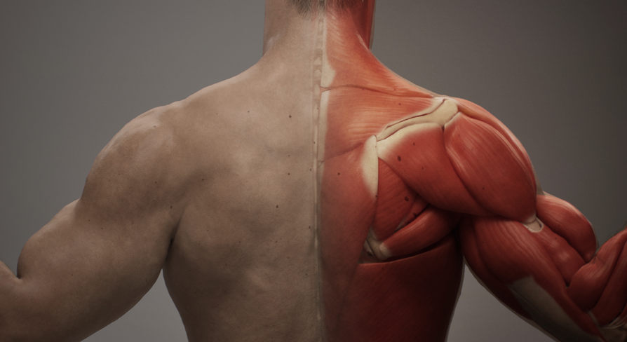 Unreal Engine on Twitter: "Our new ML Deformer sample is available! Explore how Unreal Engine ...