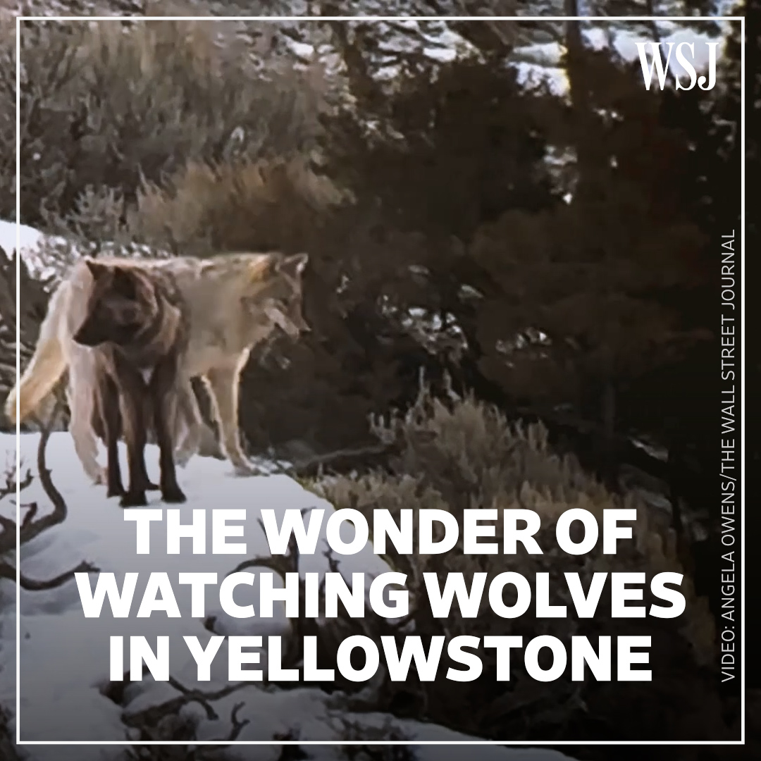 The Wall Street Journal on Twitter: "Spotting scopes allow a dedicated ...