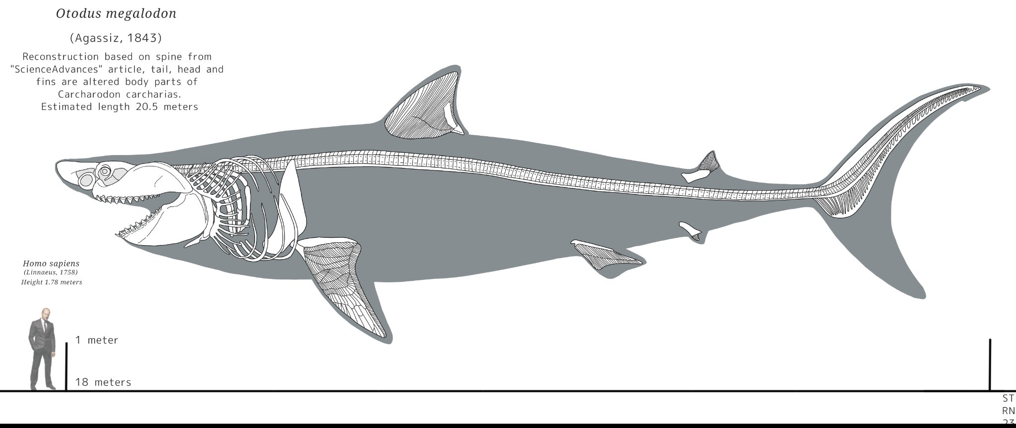 Skelet Van Een Megalodon
