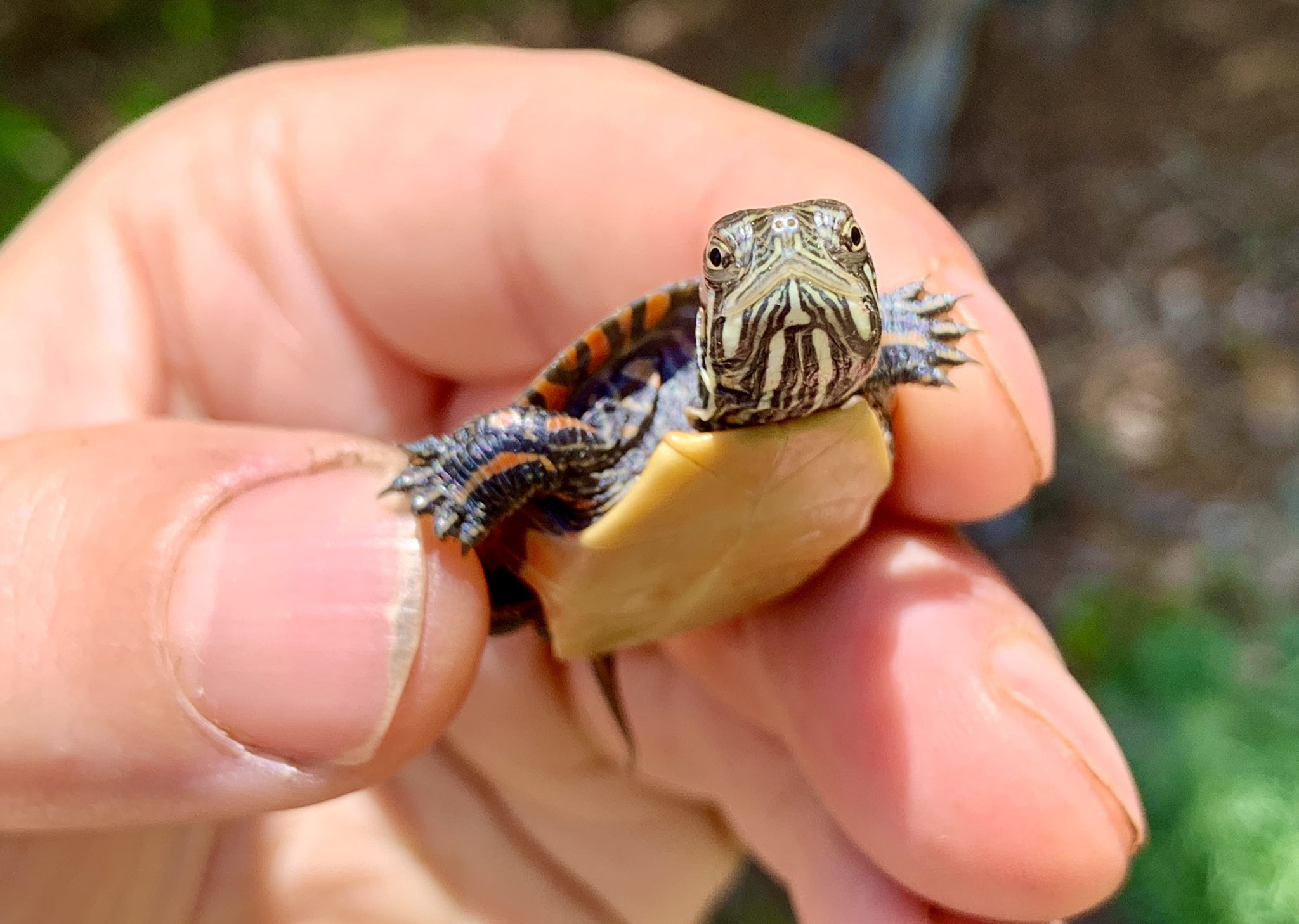Baby Painted Turtle