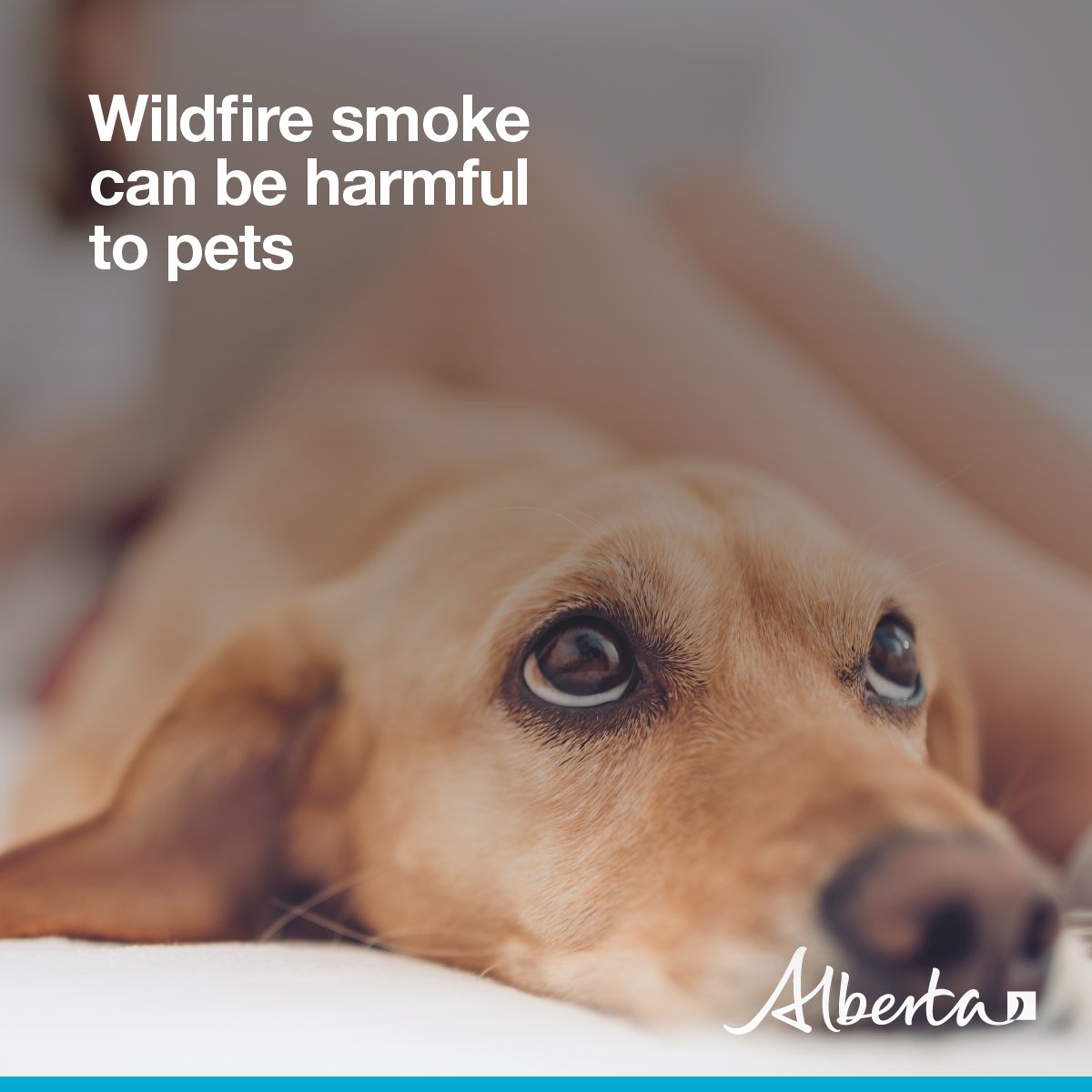 Are Dogs Affected By Wildfire Smoke
