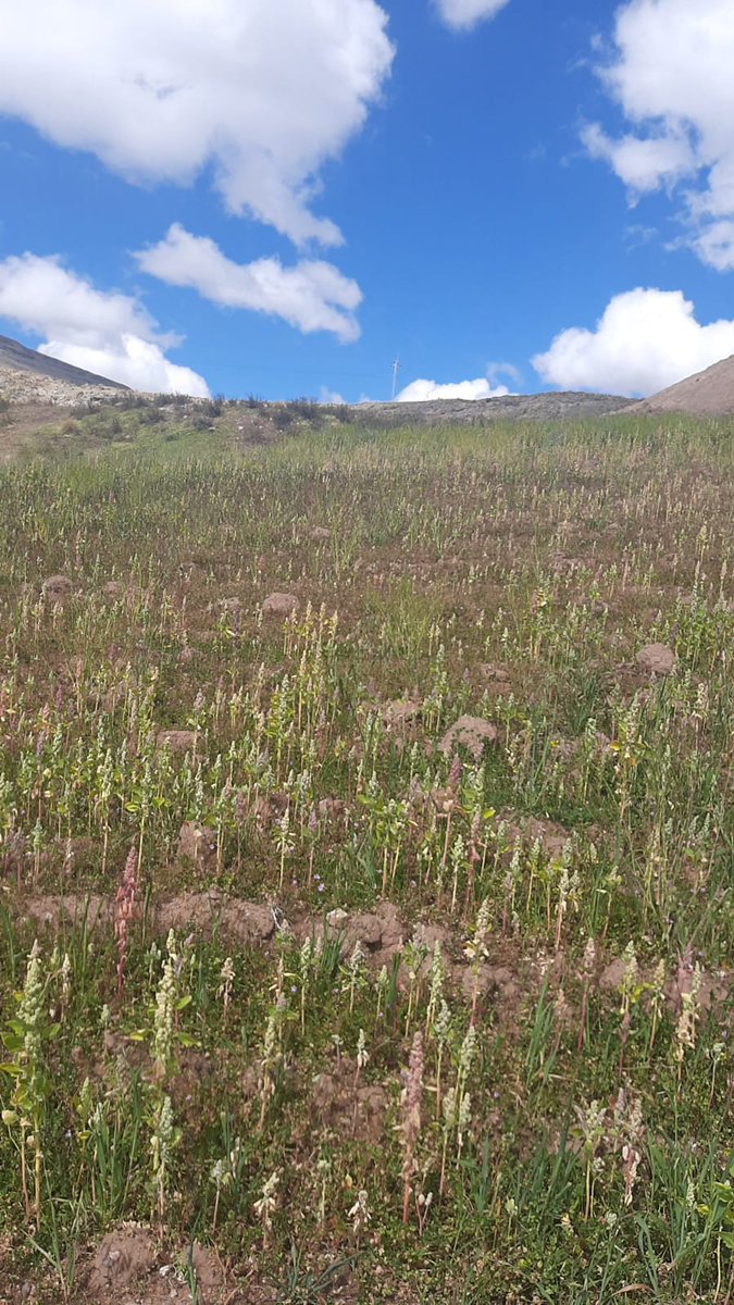 Senamhi On Twitter Infórmate Puno Presencia De Heladas Granizadas