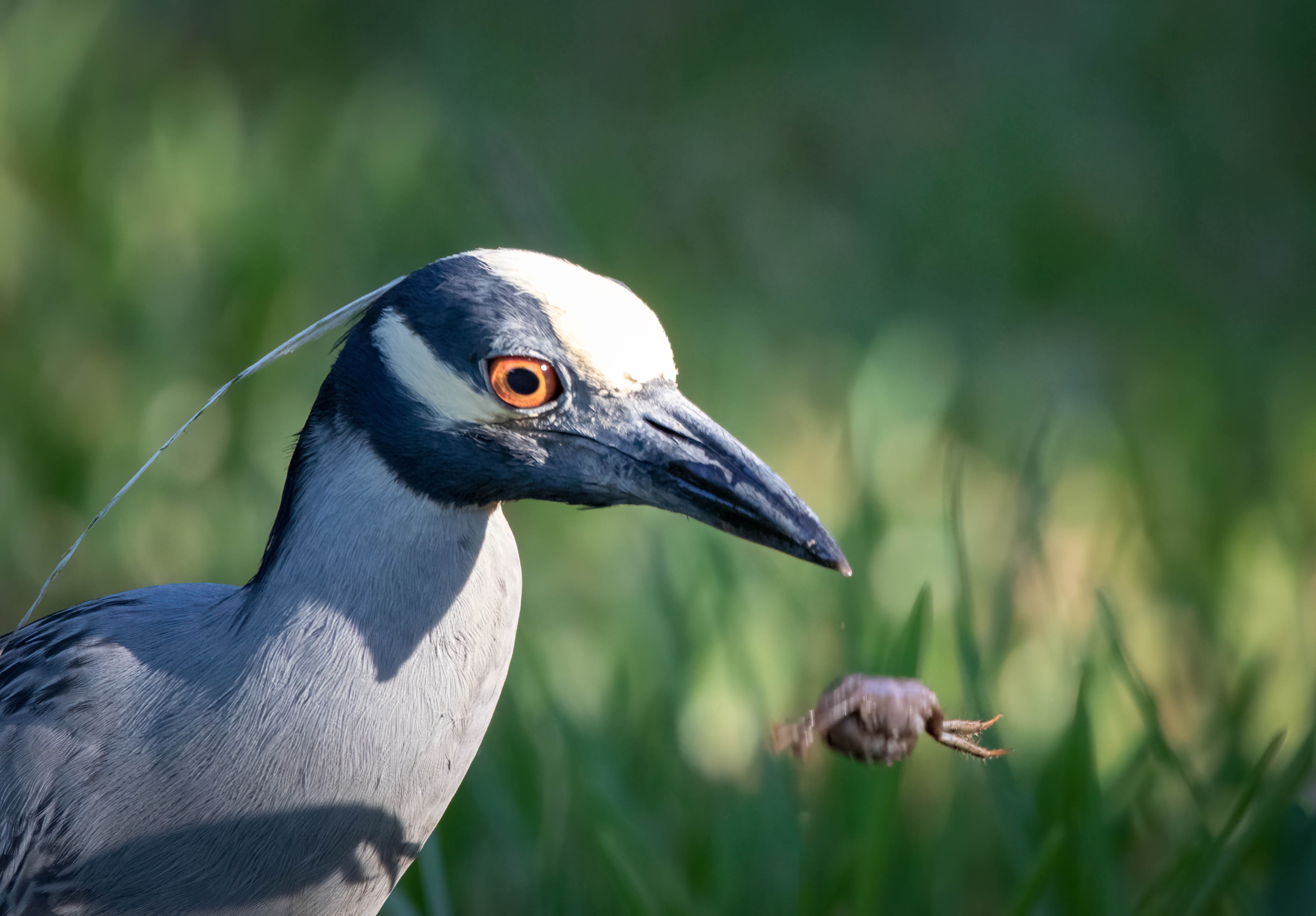 Carol Elizabeth Cox (@carolcoxphotos) / Twitter