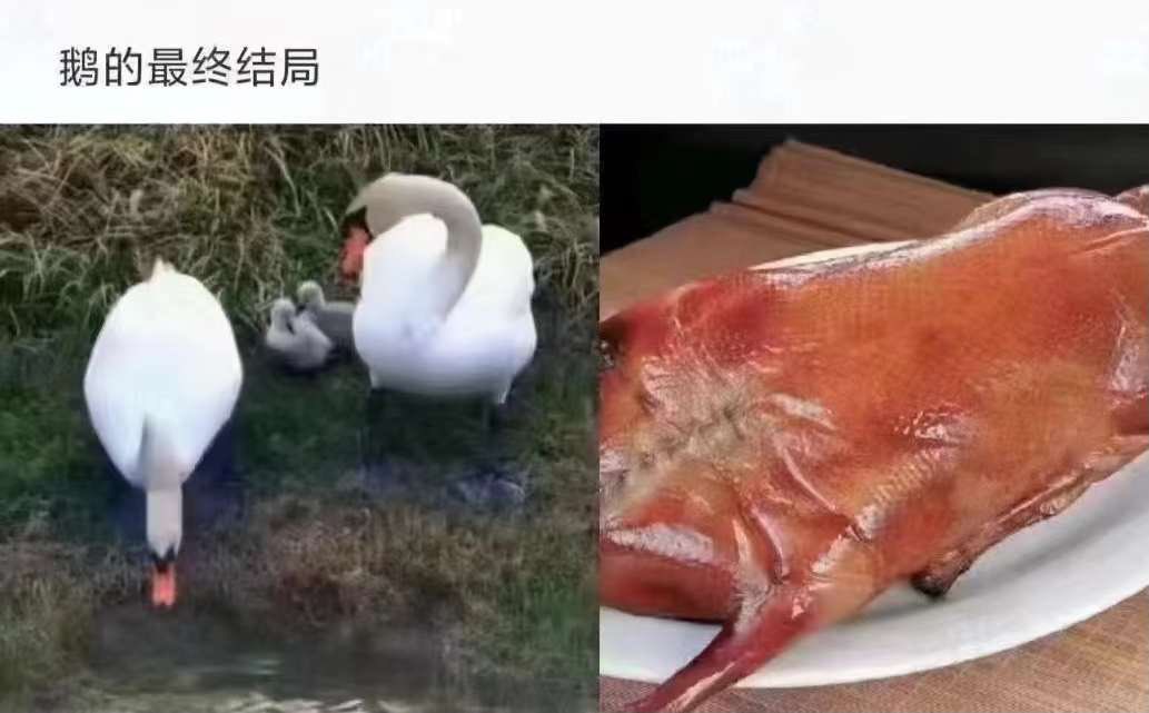 弧度度 On Twitter 讲好极权国家笑话17接下来,普京一直在努力思索:如何才能让西方列强先吃北京烤鸭,而不是莫斯科烧鹅?
