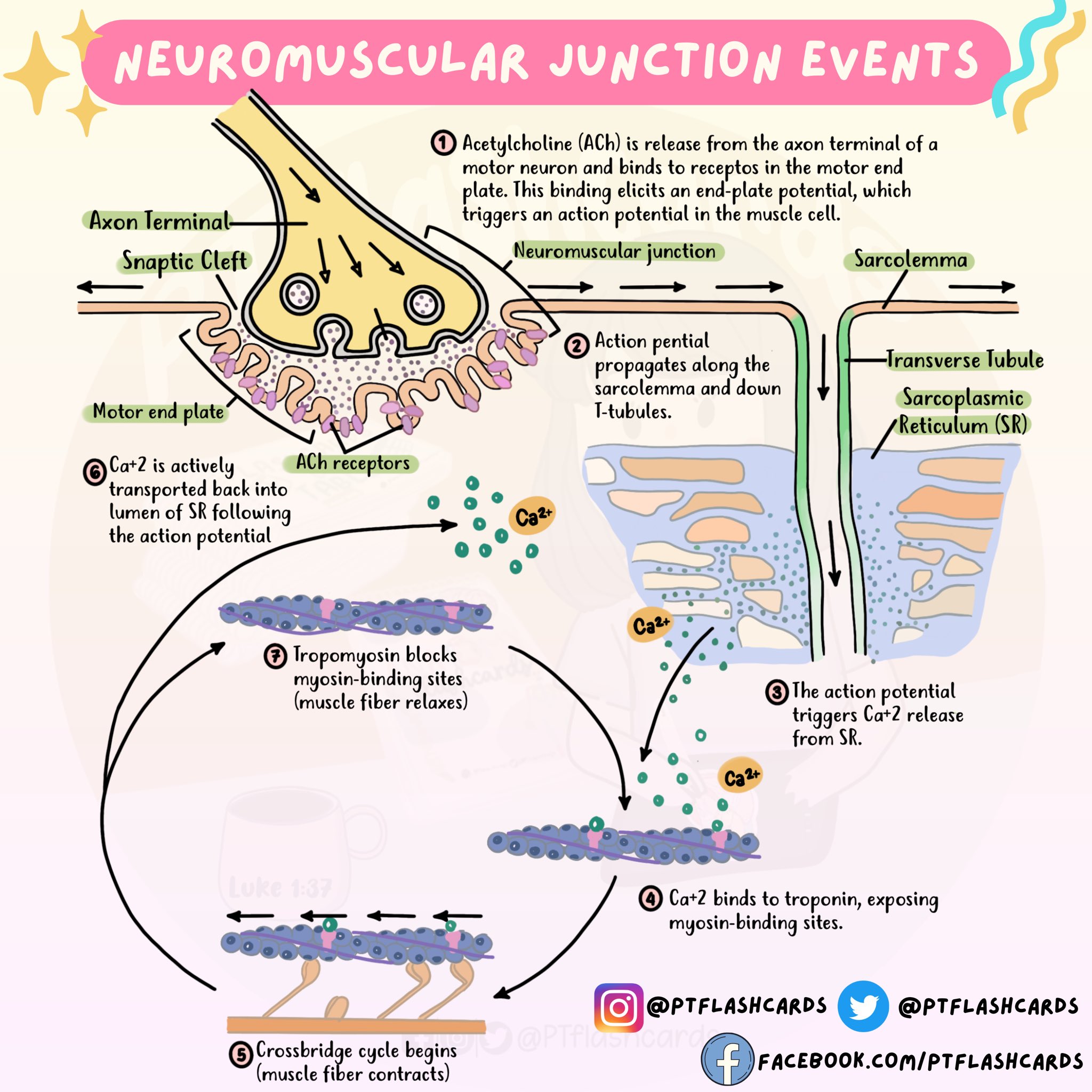 Neuromuscular Junction T Tubule