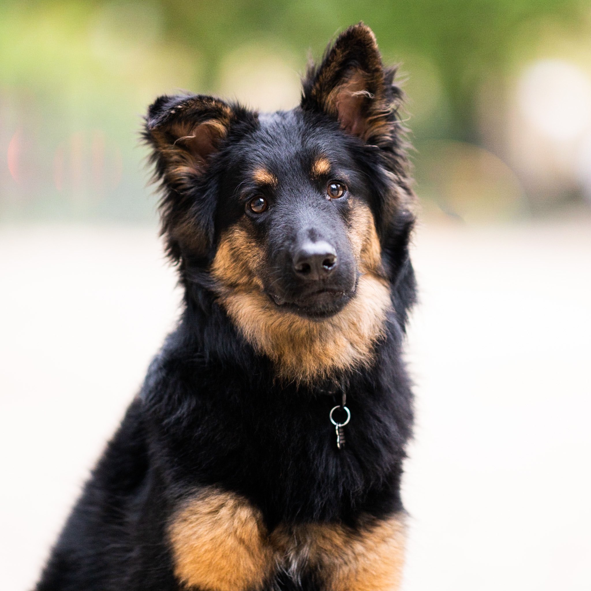 Bohemian Shepherd Dog