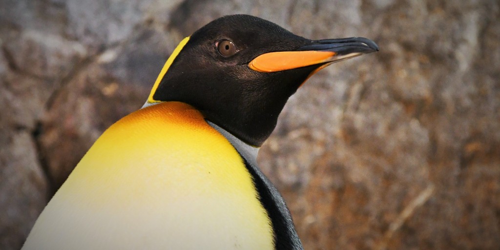 All Black King Penguin