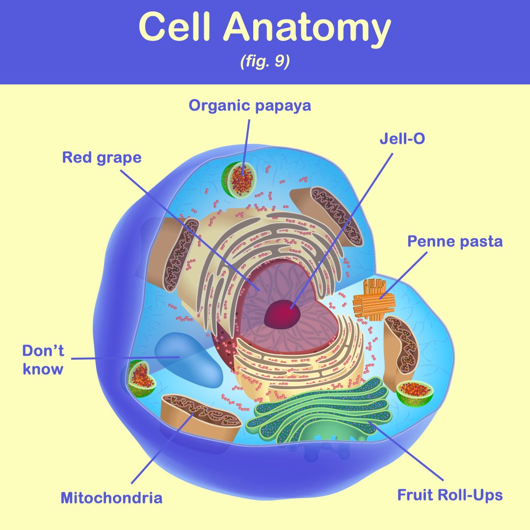 Human Cell Labeled