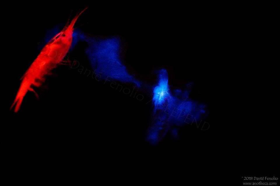Bioluminescent Shrimp