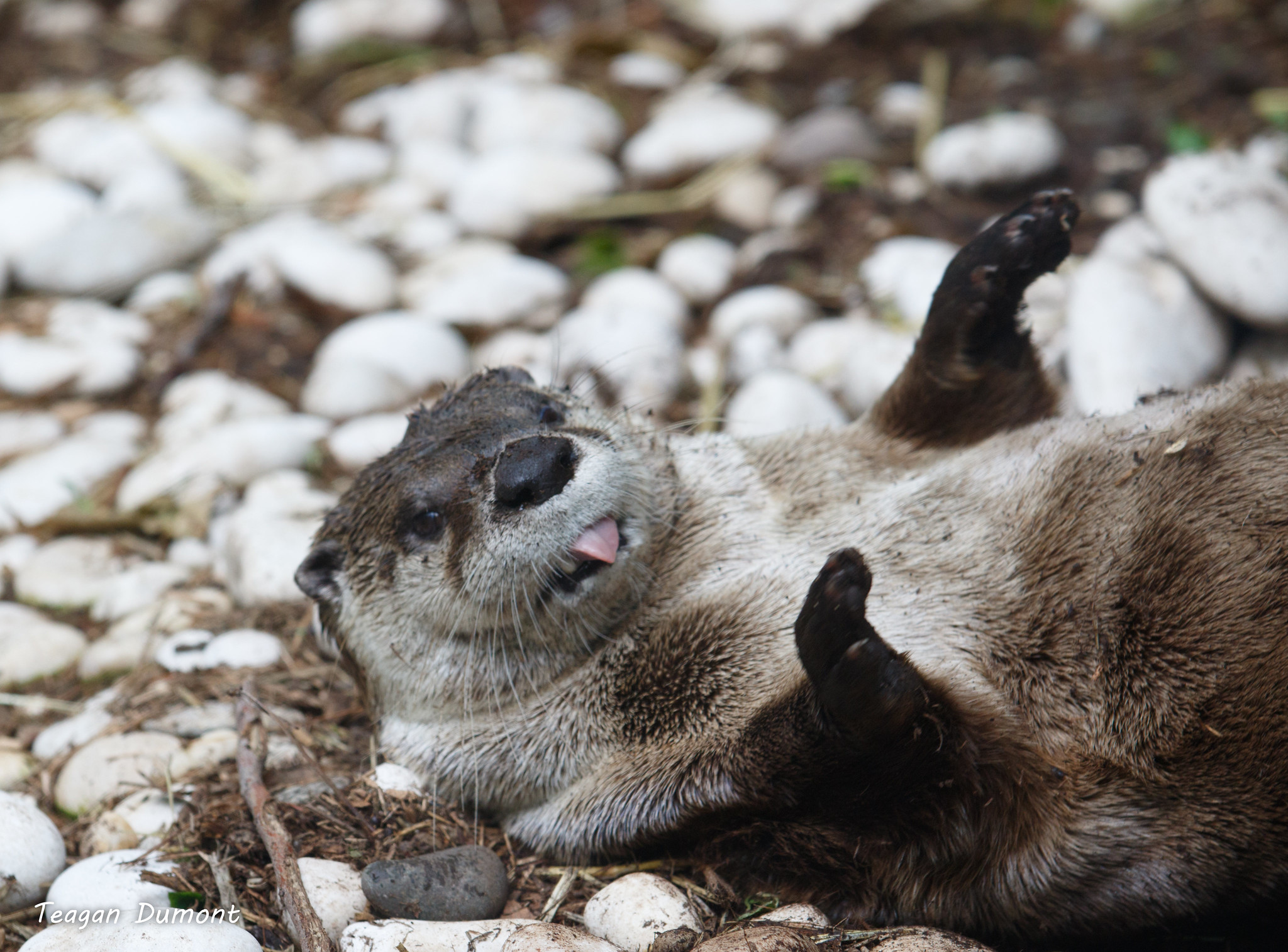 River Otters Sleeping