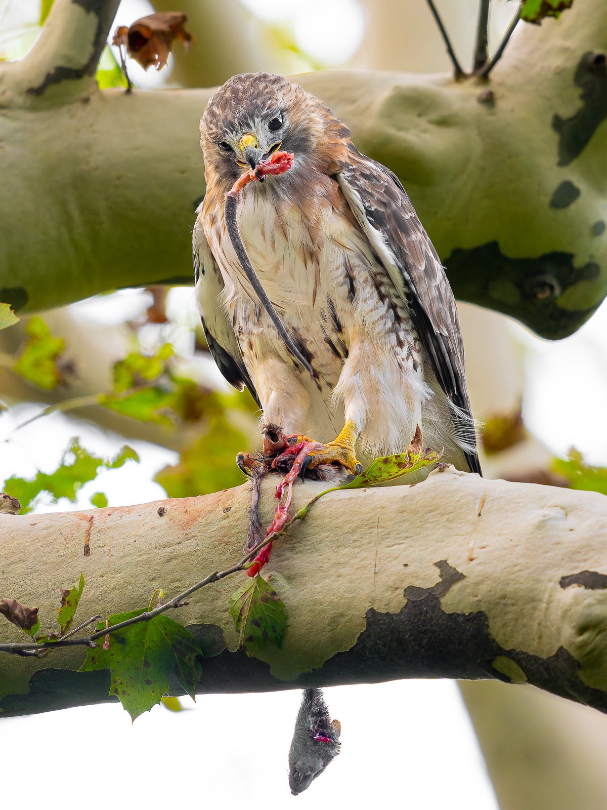 Red Tailed Hawk Beak
