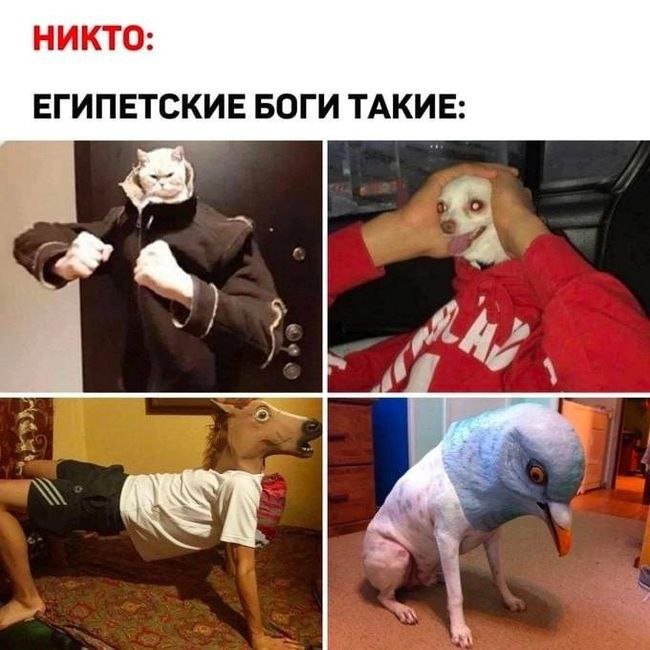 Russian Memes United on Twitter: "no one: Egyptian Gods be like:"