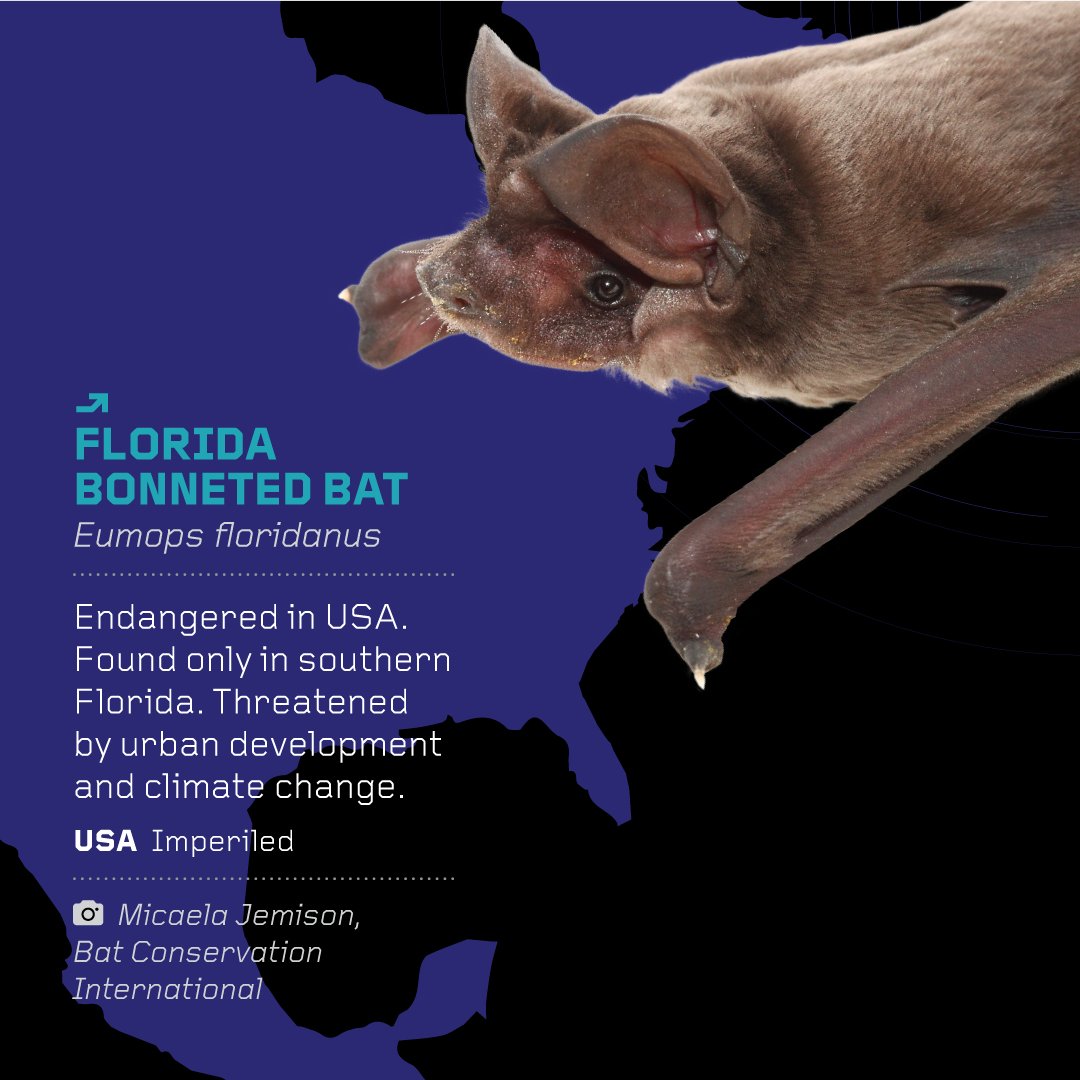 Bat Conservation International