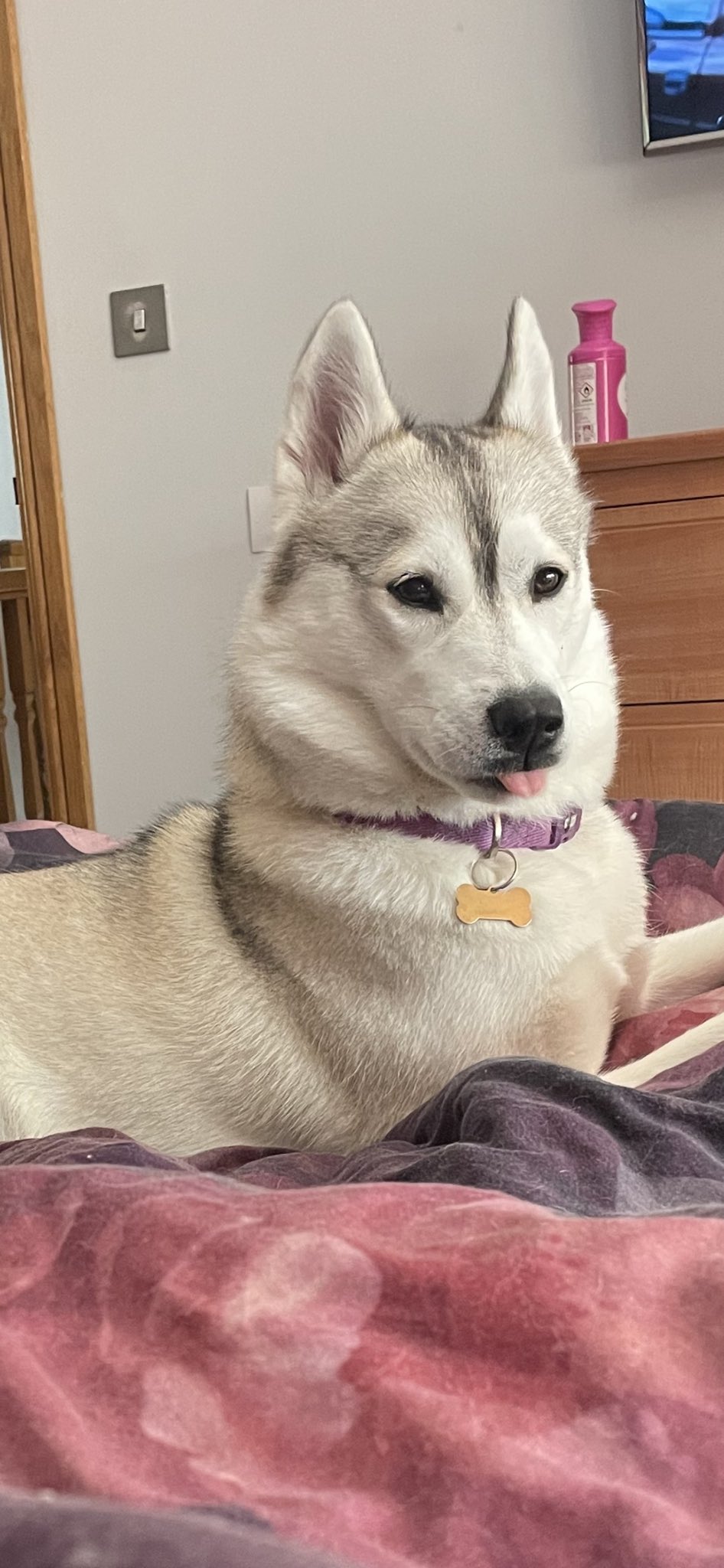Meika the Siberian Husky puppy🐶💜 on Twitter: "Just got told it’s no more treats for me tonight…I ...