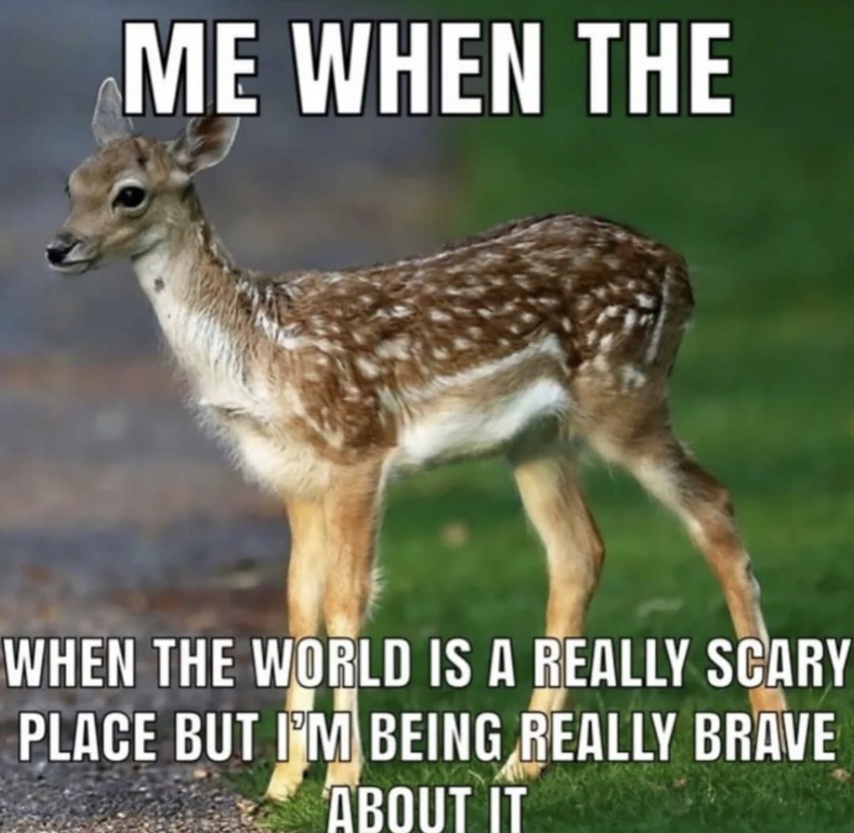 Scary Deer Meme