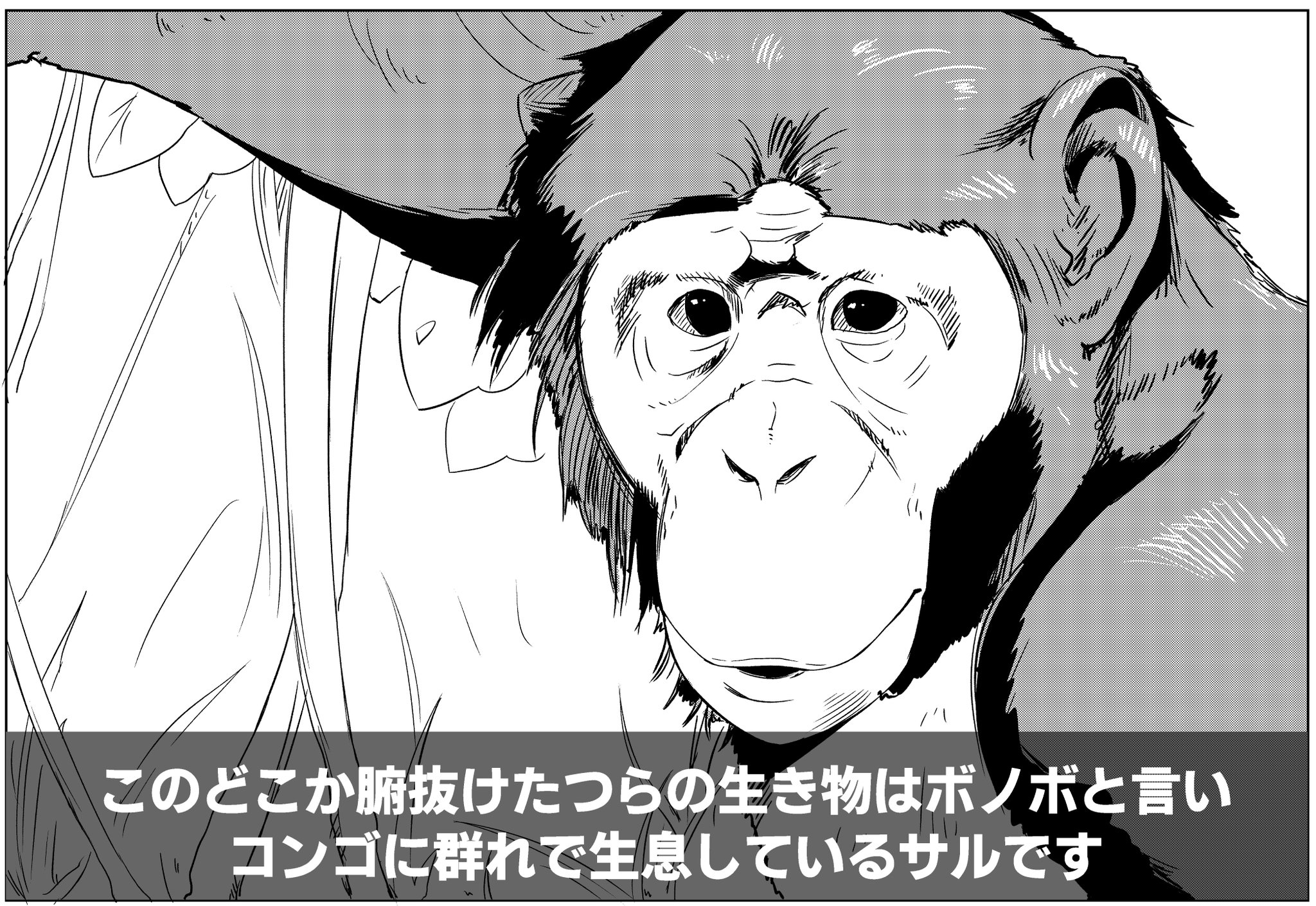 Rush11@C102土曜東I-10b on Twitter: "ボノボの生態が卑猥すぎる https://t.co/EyoN528GXq" / Twitter