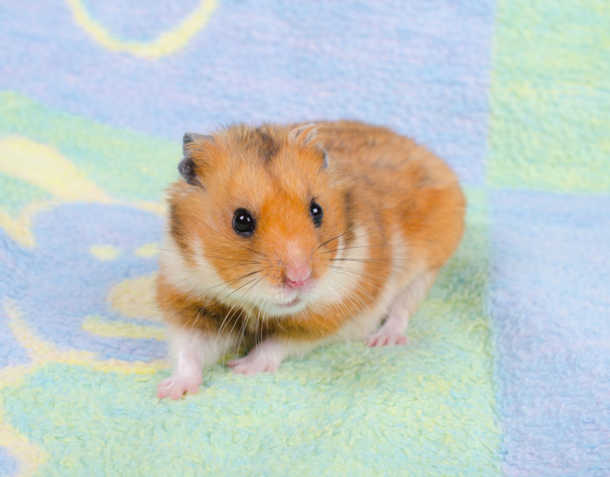 Golden Hamsters At Petco
