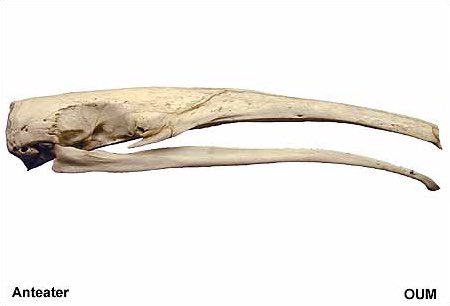 Giant Anteater Skull