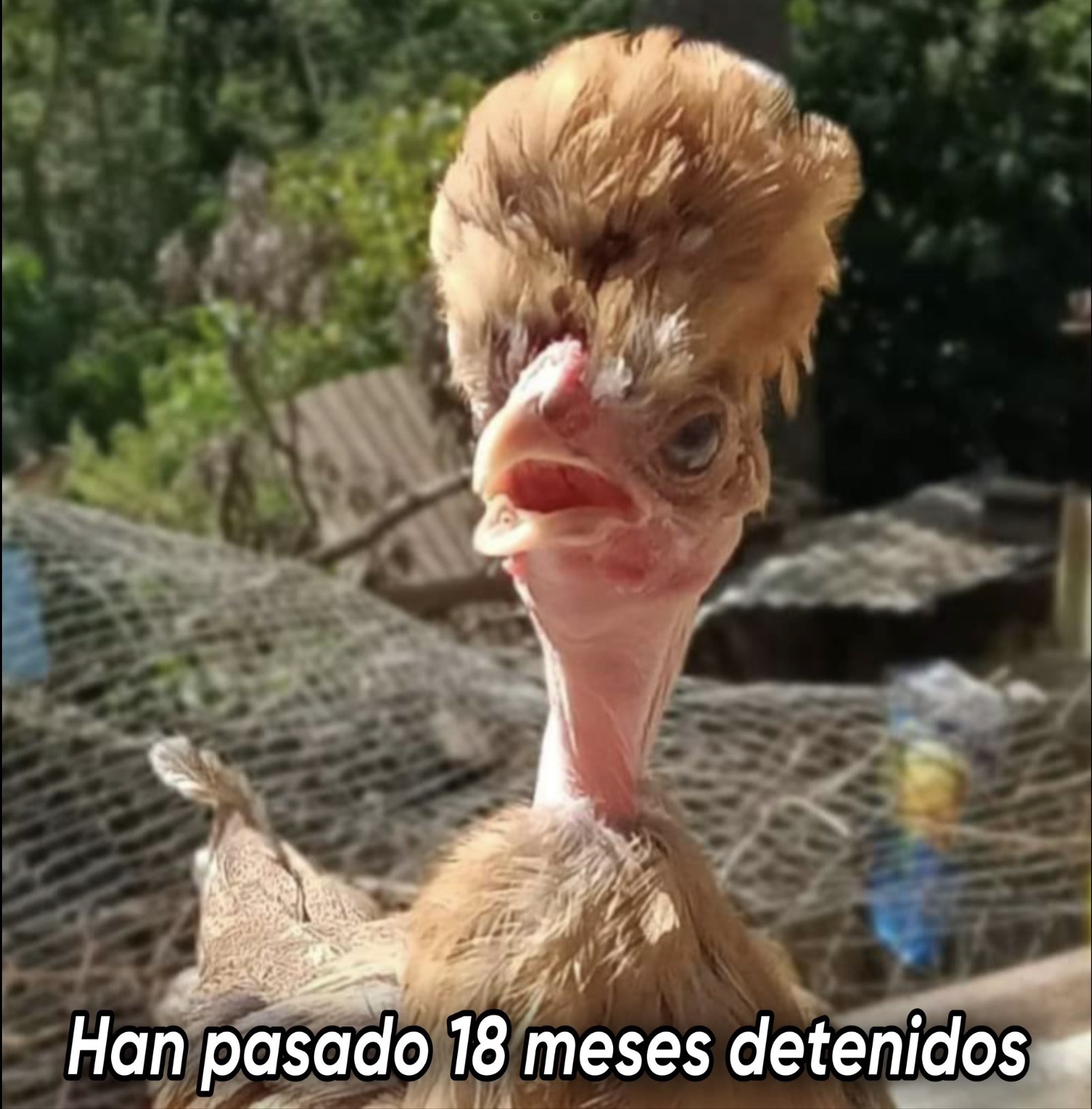 La Gallina Memes
