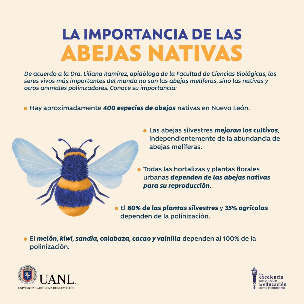 UANL on Twitter: "¿Por qué las abejas nativas 🐝 son los seres más ...