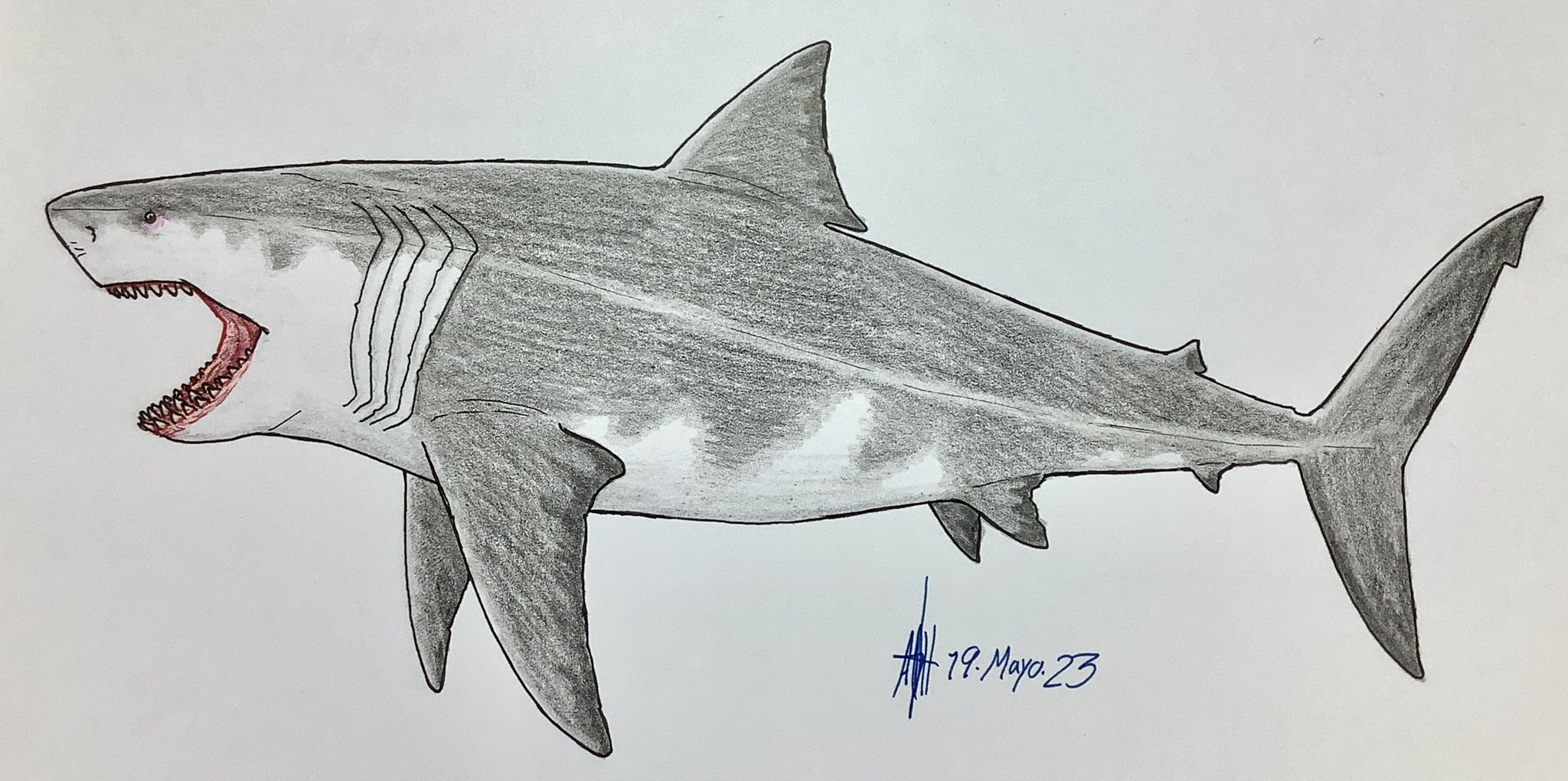 How To Draw A Megalodon Ancient Megalodon Super Predators Could
