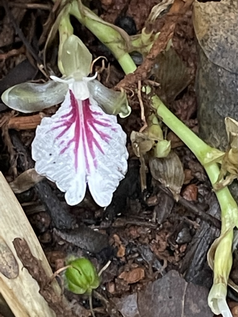 Cardamom Plant Flower