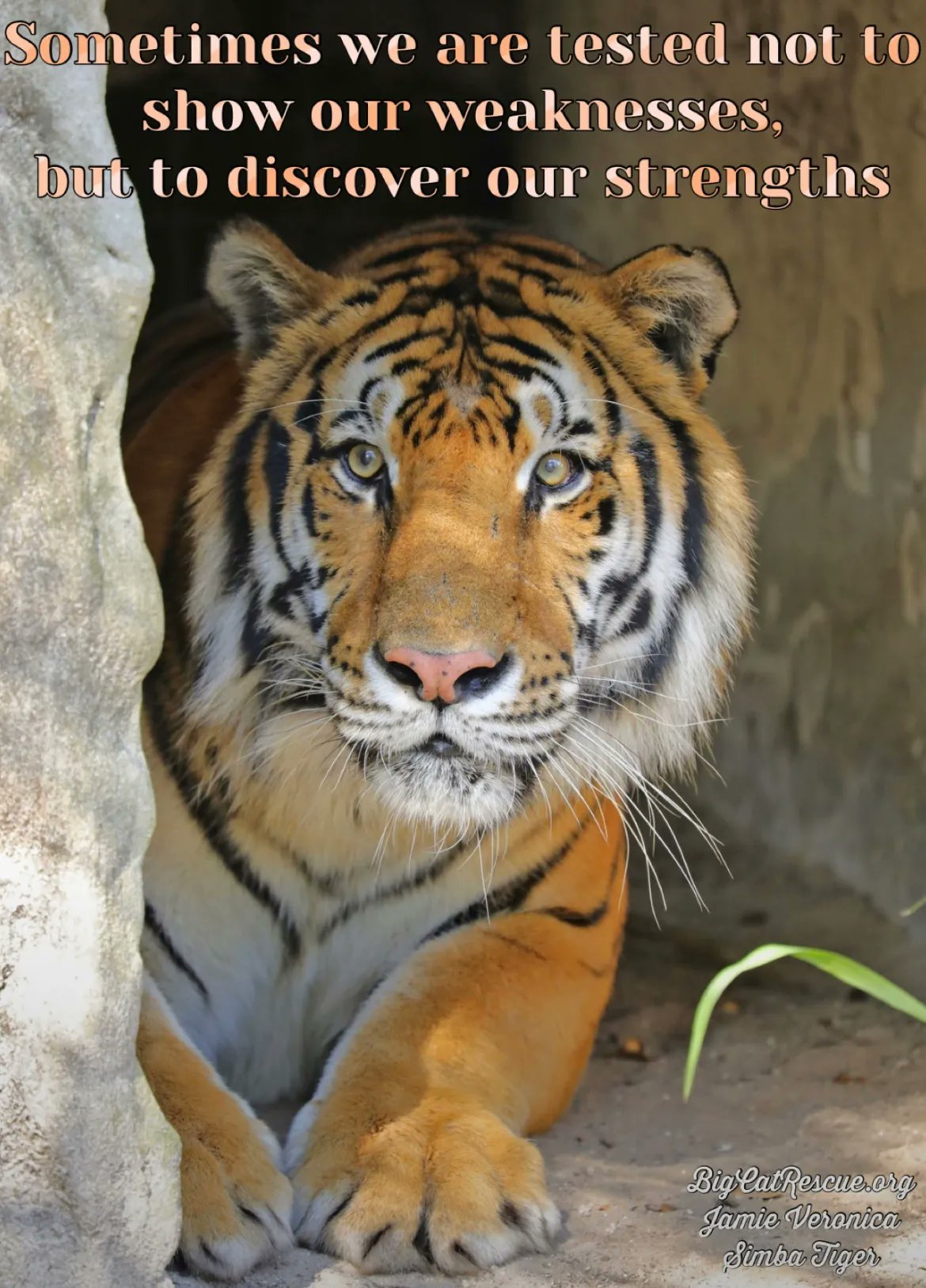 Strong Tiger Quotes Empowering Inspirational Quotes To Uplift Your