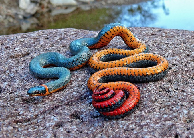 Red And Blue Snake