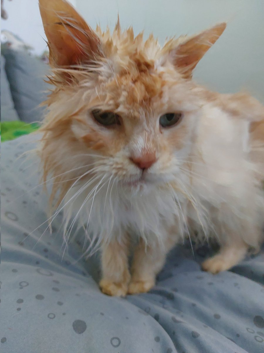 Gerald 🦖🤖 on Twitter: "Sopping wet beast"