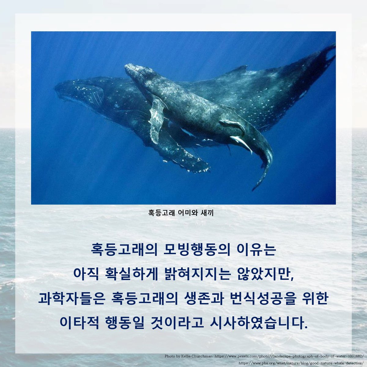 푸장 On Twitter Rt Marckorea718 아직 혹등고래가 모빙행동을 하는 명확한 이유가 밝혀진 것은 아니지만 연구자들은 자신과 계통적으로 동일한