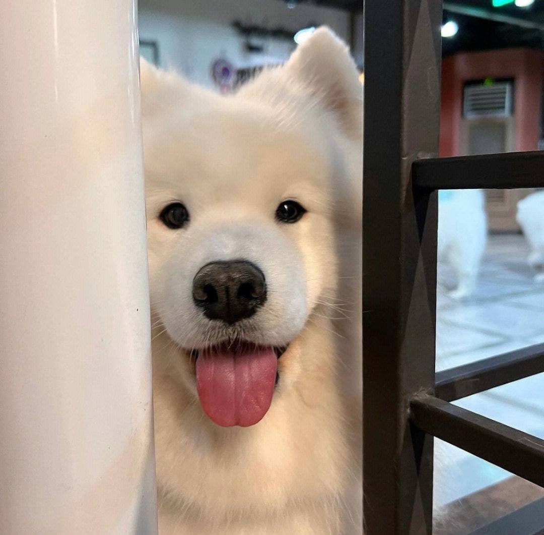 บ้งเก่ง 🧻 On Twitter Rt Puppiesiover