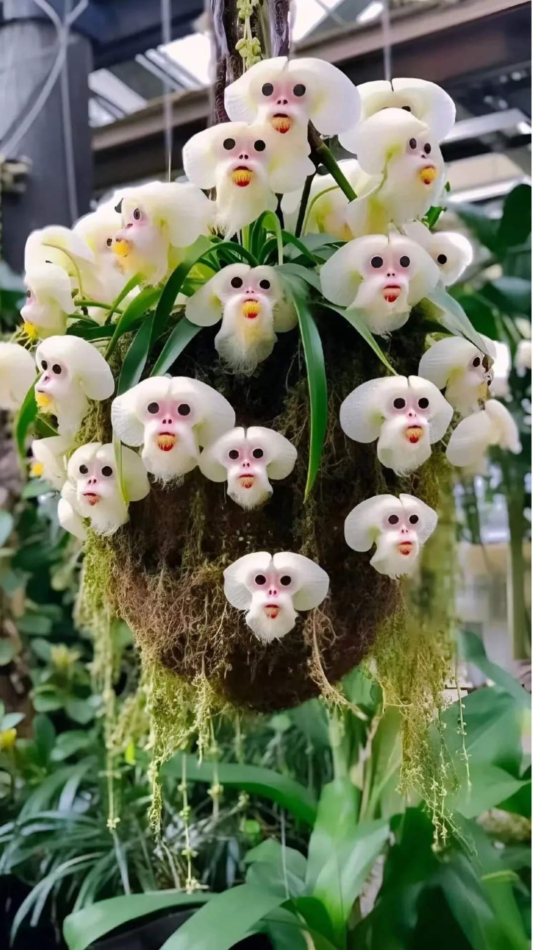 Rare Orchids