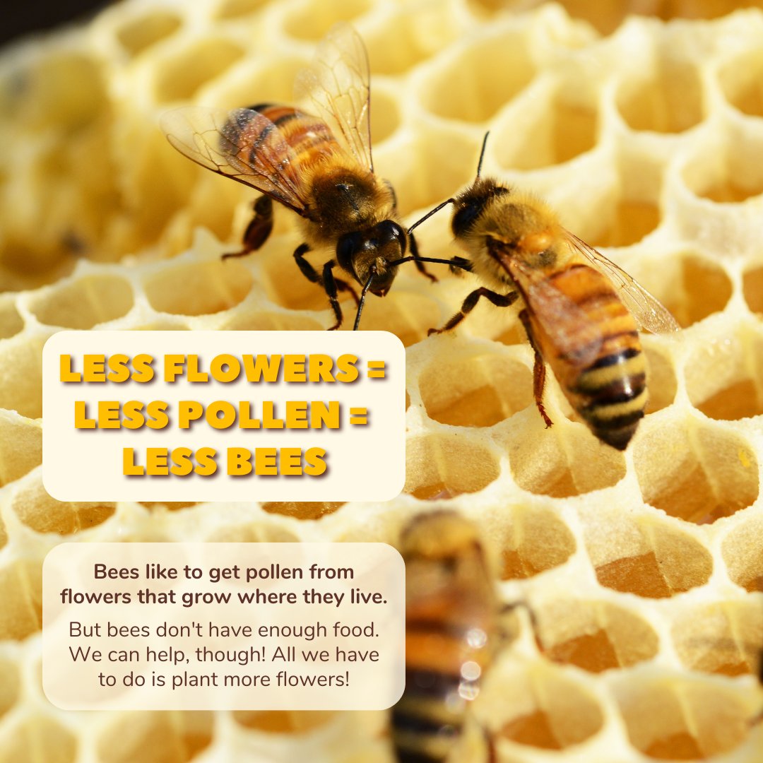 CA Science Center on Twitter: "What's the buzz? It's World Bee Day!🐝 ...