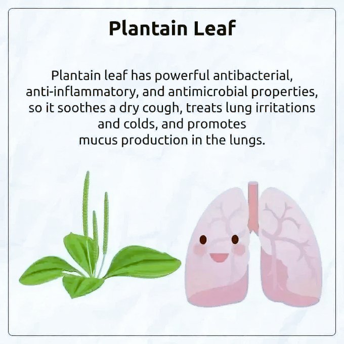 Most effective natural remedies, that have been used for years to treat ...