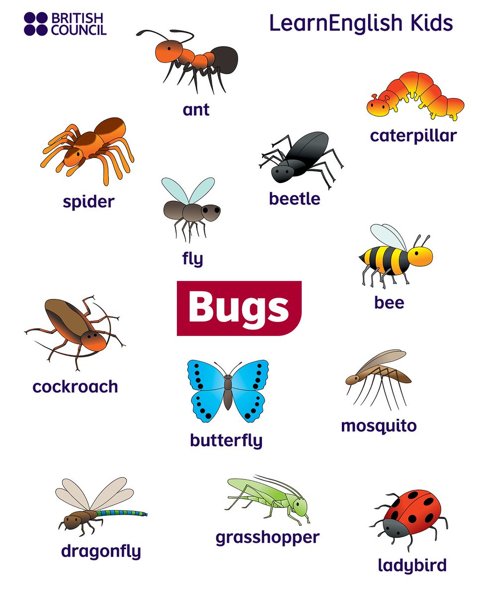 LearnEnglish on Twitter: "🐝Bugs...Insects... creepy crawlies...whatever ...