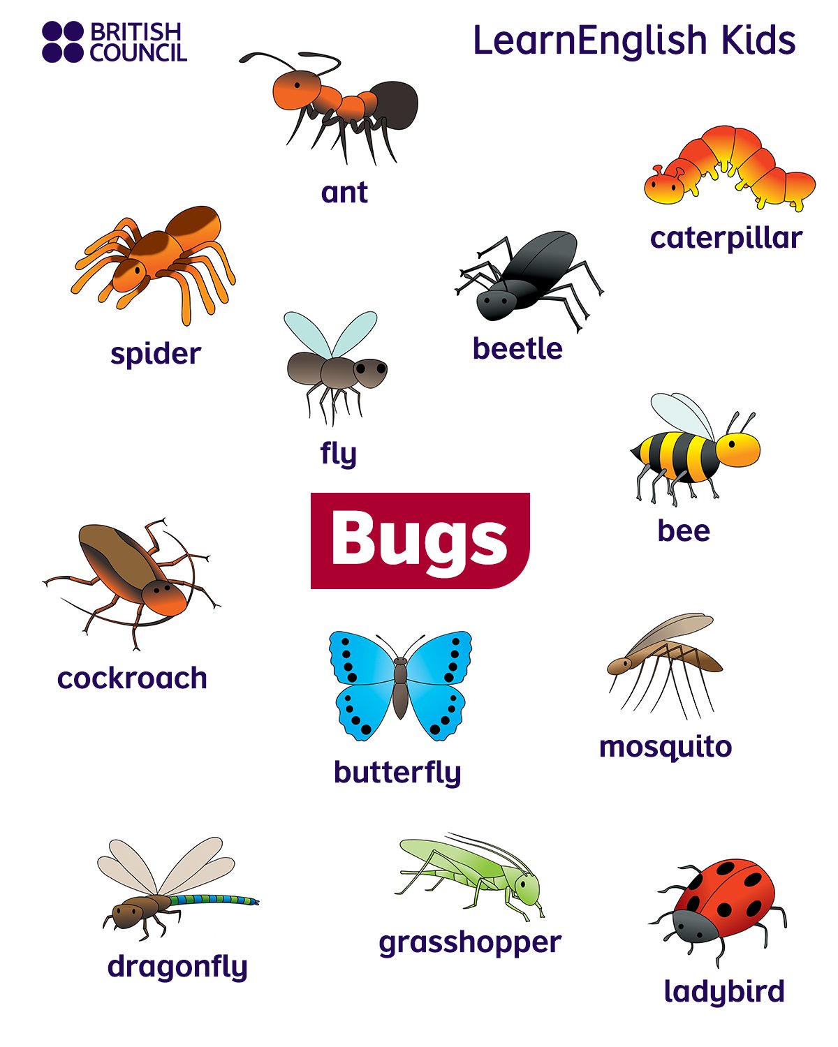 Insects Pictures With Names For Kids