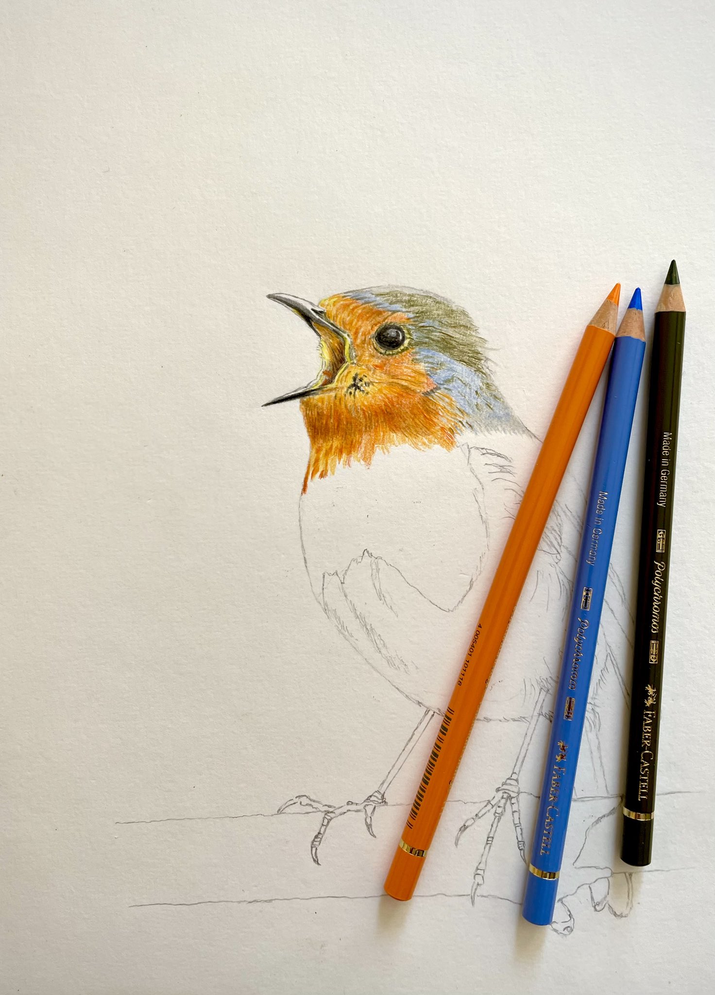 Robin Drawings New Zealand Bird Artwork