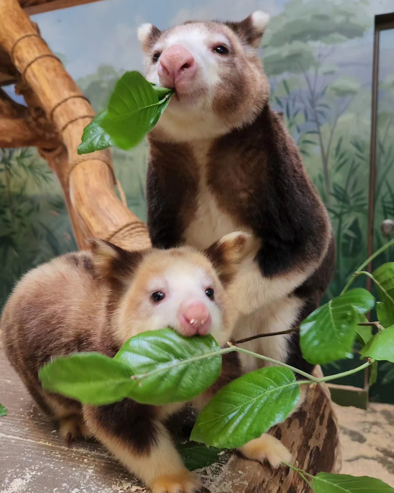 New Guinea Tree Kangaroo