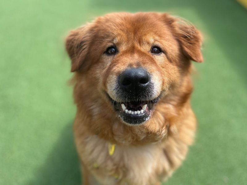 Golden Retriever Chow Chow Mix Puppies