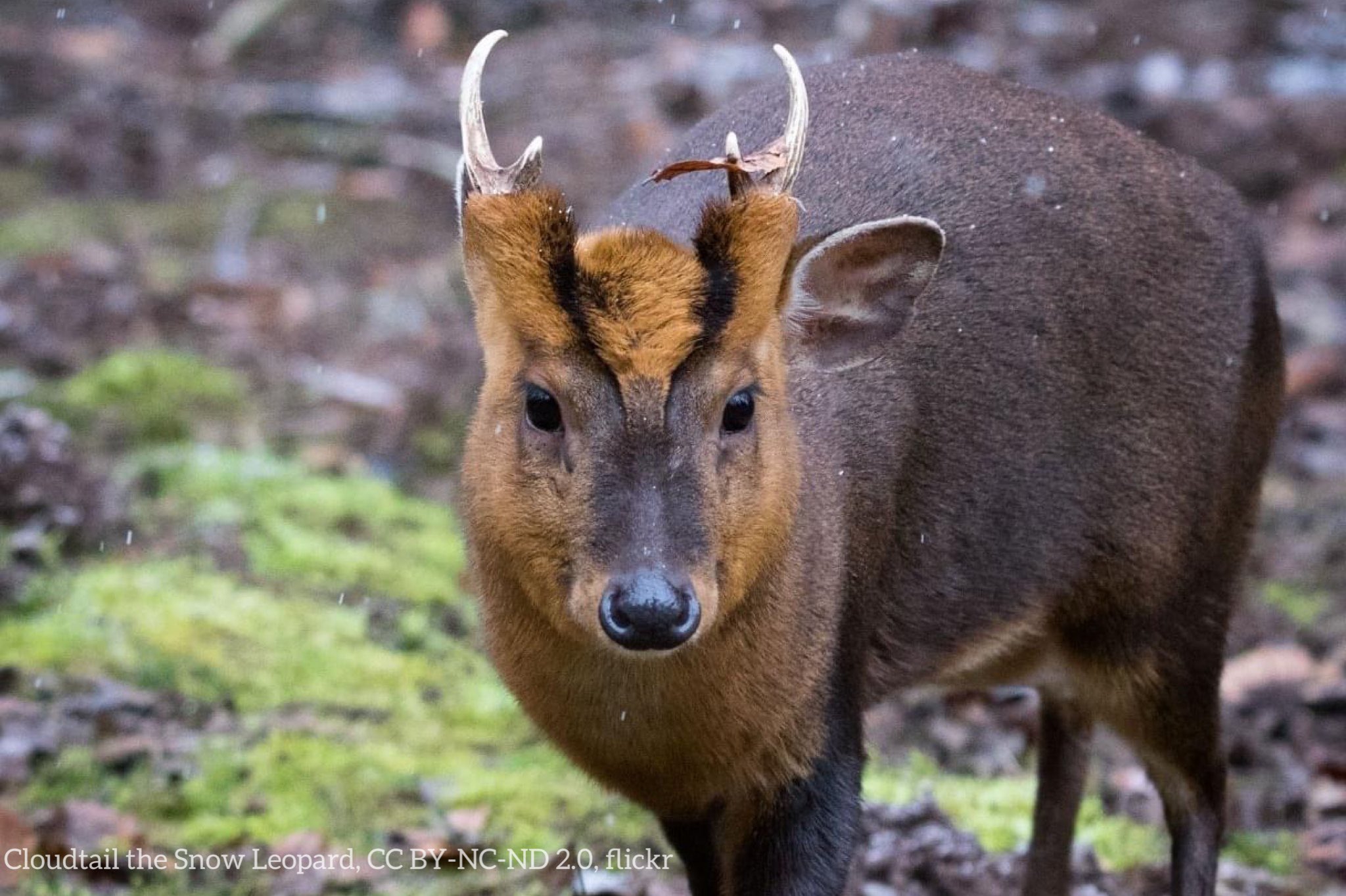 Muntjac Deer Teeth