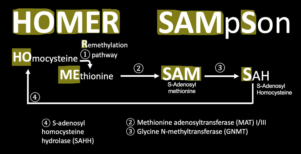 🧵An ⬆️ homocysteine (Hcy) lvl can be puzzling🧩🤔But how often are d/o of ...