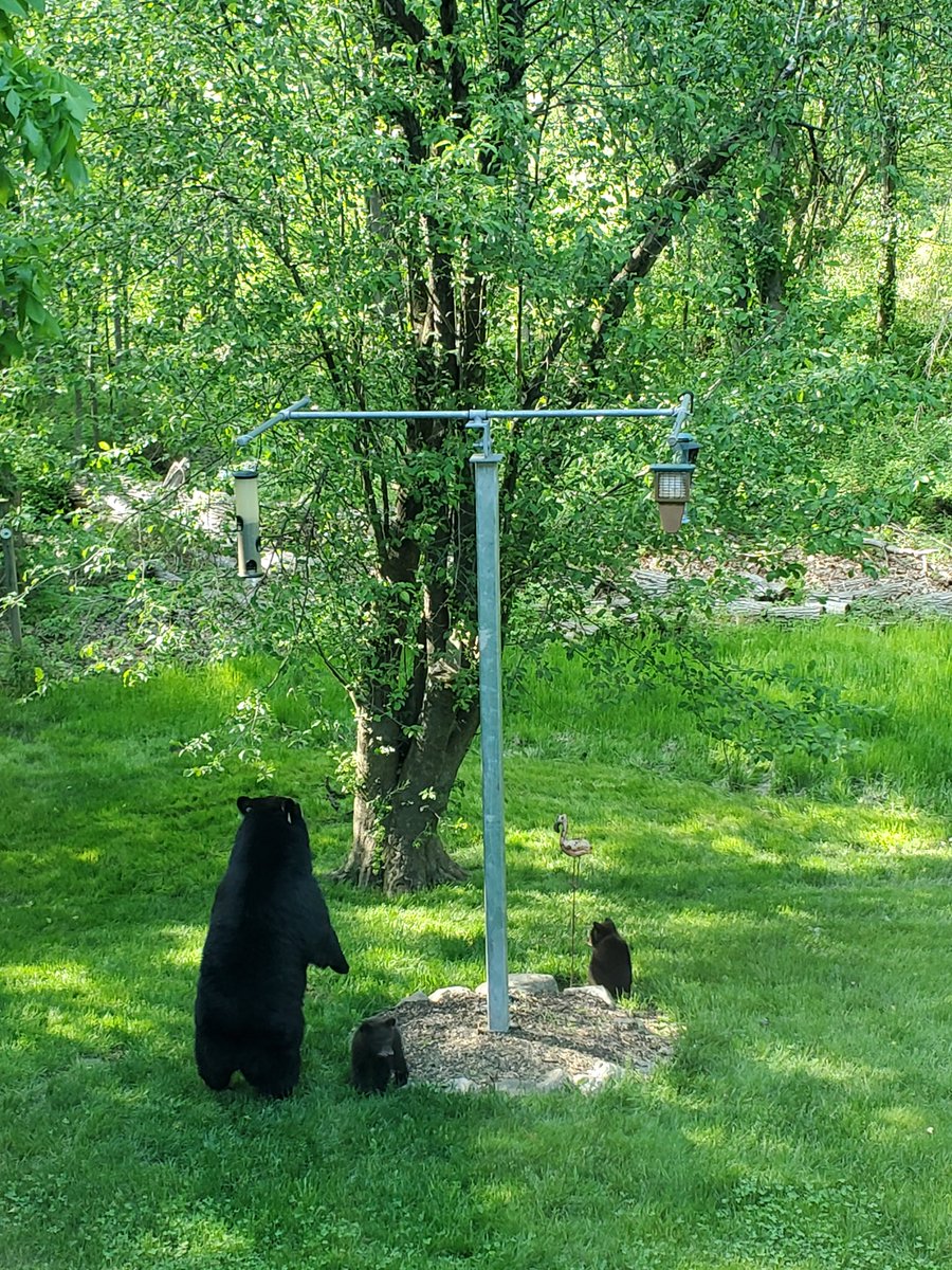 Mike Roger s Toupee On Twitter RT Davetheironman My Bear Proof Bird Feeder Is A Success mike-roger-s-toupee-on-twitter-rt-davetheironman-my-bear-proof-bird-feeder-is-a-success