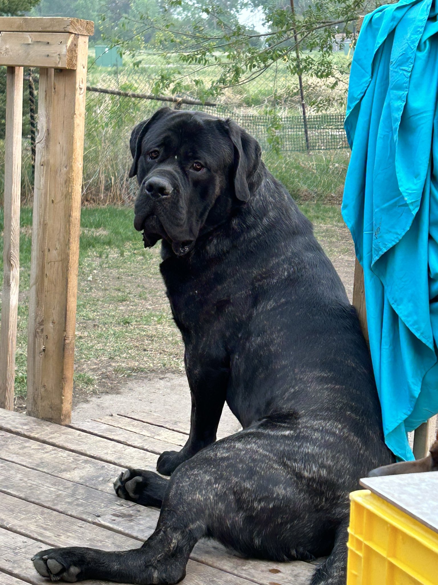 Black English Mastiff Puppy