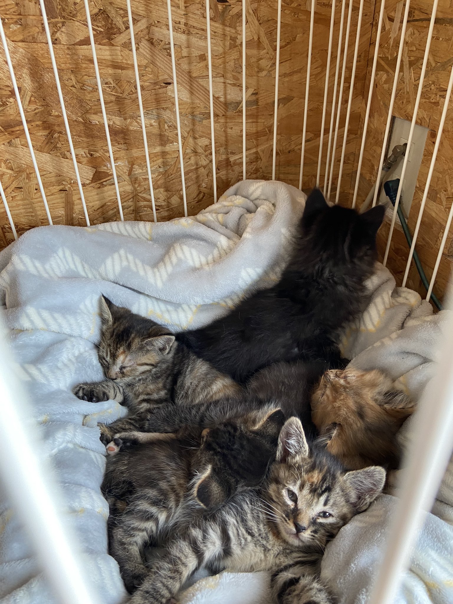 はるねこの会 On Twitter 行政より依頼され保護したモフモフ5兄妹 3兄妹 2兄妹 トライアルに行きました! 子猫里親 子猫保護