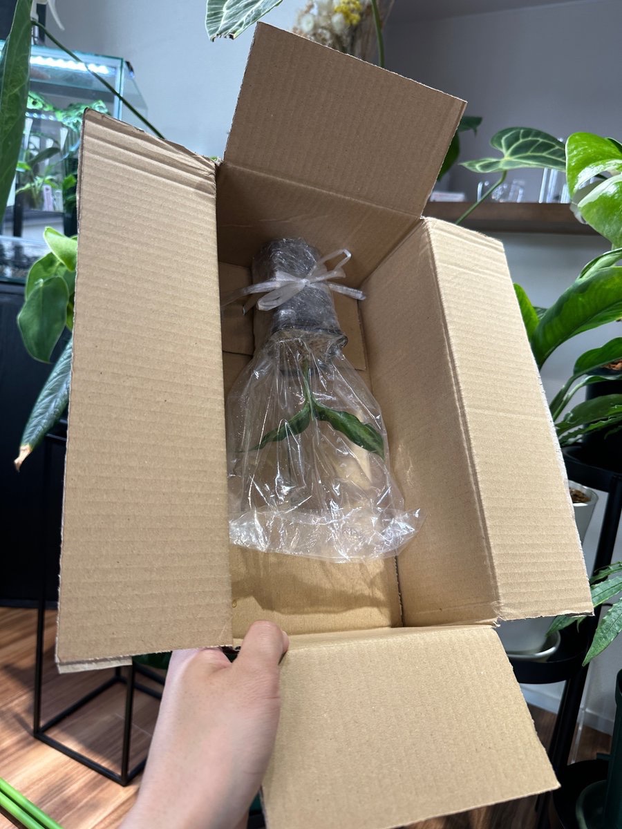 Masaya on Twitter: "売れた！ 梱包も完了！🌱 反対にしても落ちません😏 https://paypayfleamarket.yahoo.co.jp/item ...