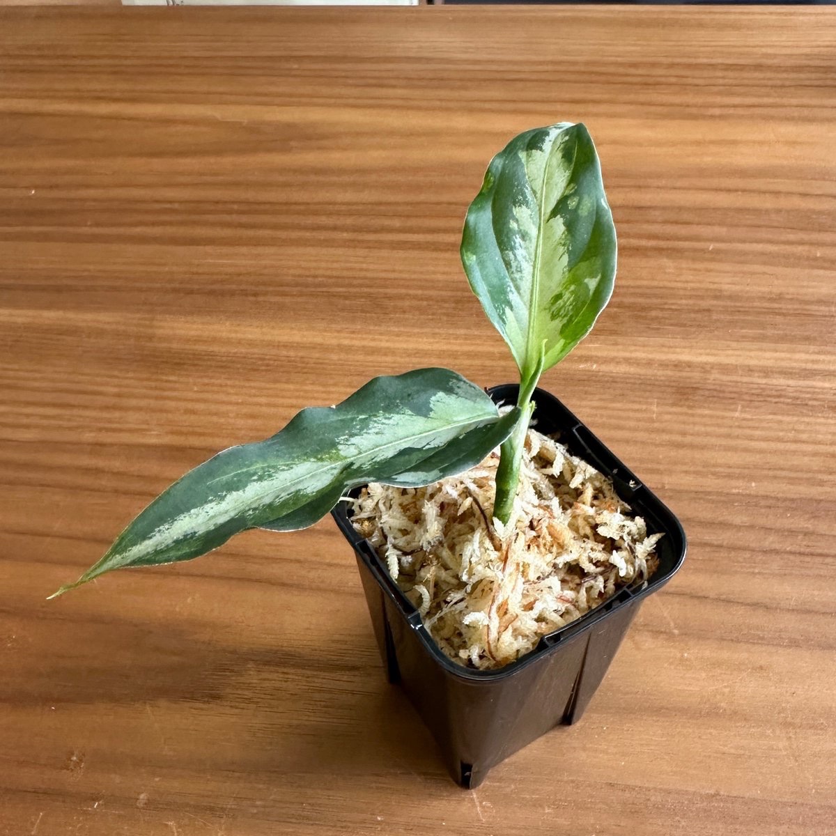 Masaya on Twitter: "売れた！ 梱包も完了！🌱 反対にしても落ちません😏 https://paypayfleamarket.yahoo.co.jp/item ...