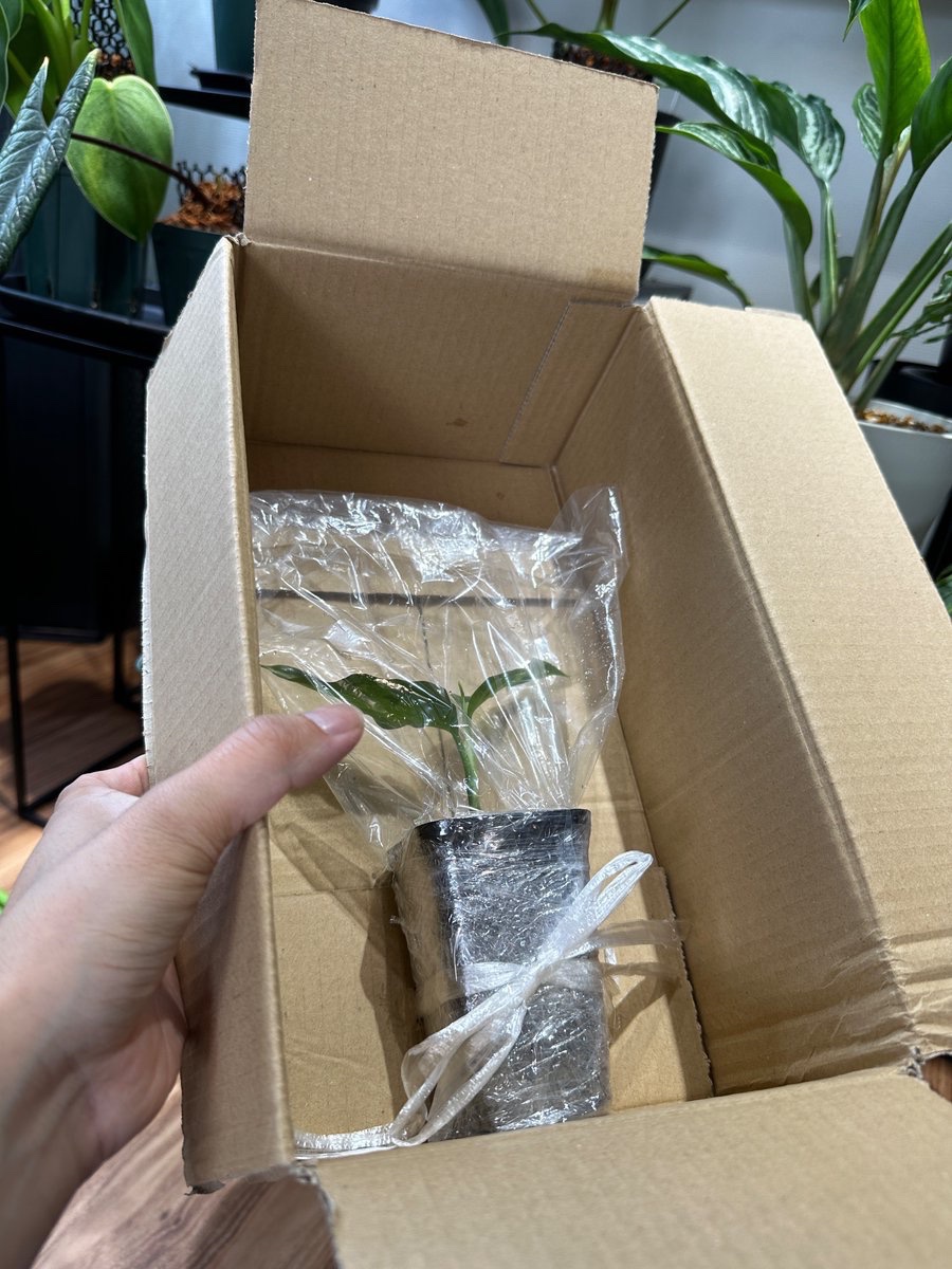 Masaya on Twitter: "売れた！ 梱包も完了！🌱 反対にしても落ちません😏 https://paypayfleamarket.yahoo.co.jp/item ...